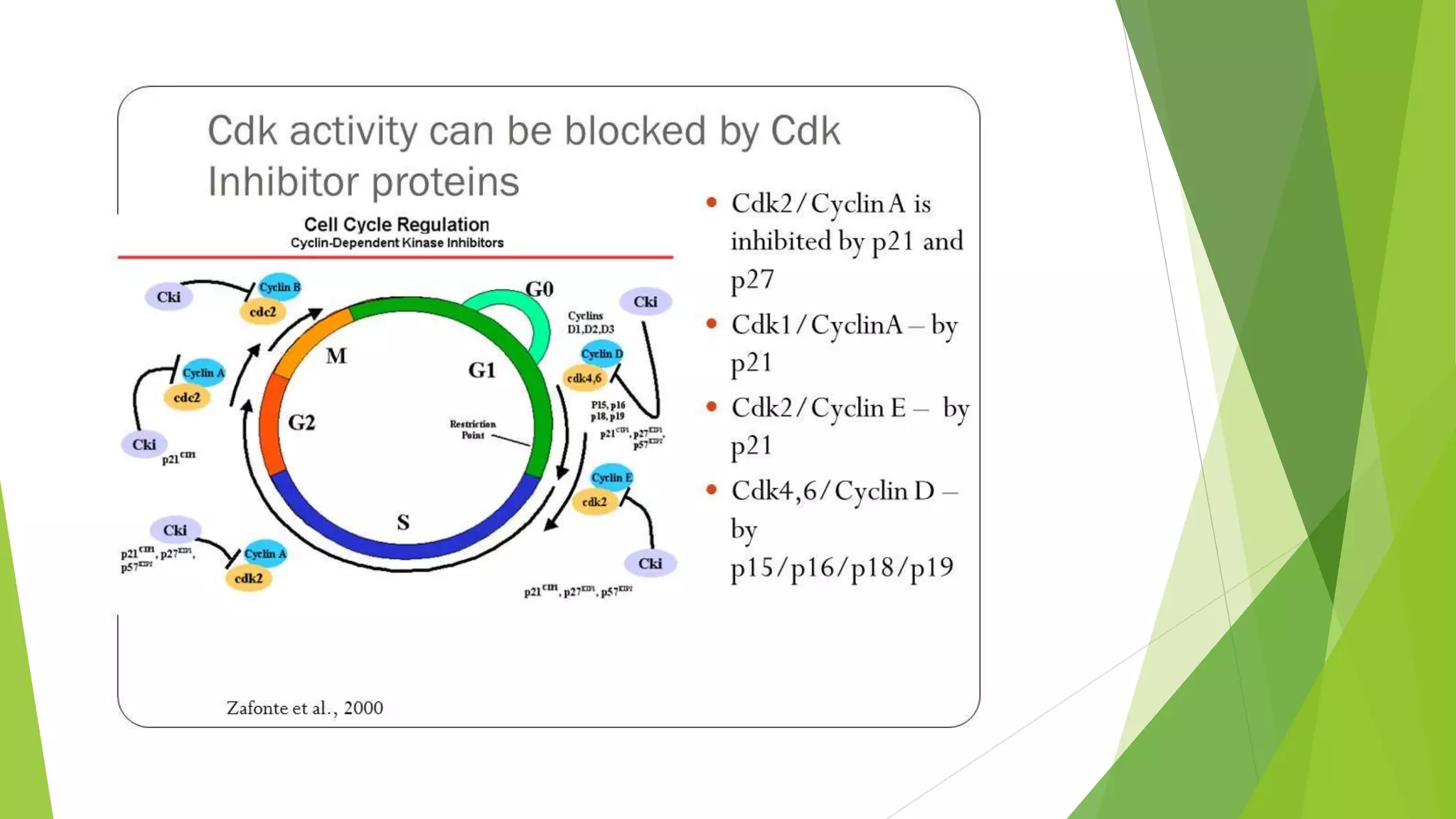 cell cycle.pptx | Endocrine and Metabolic Diseases | Diseases and ...