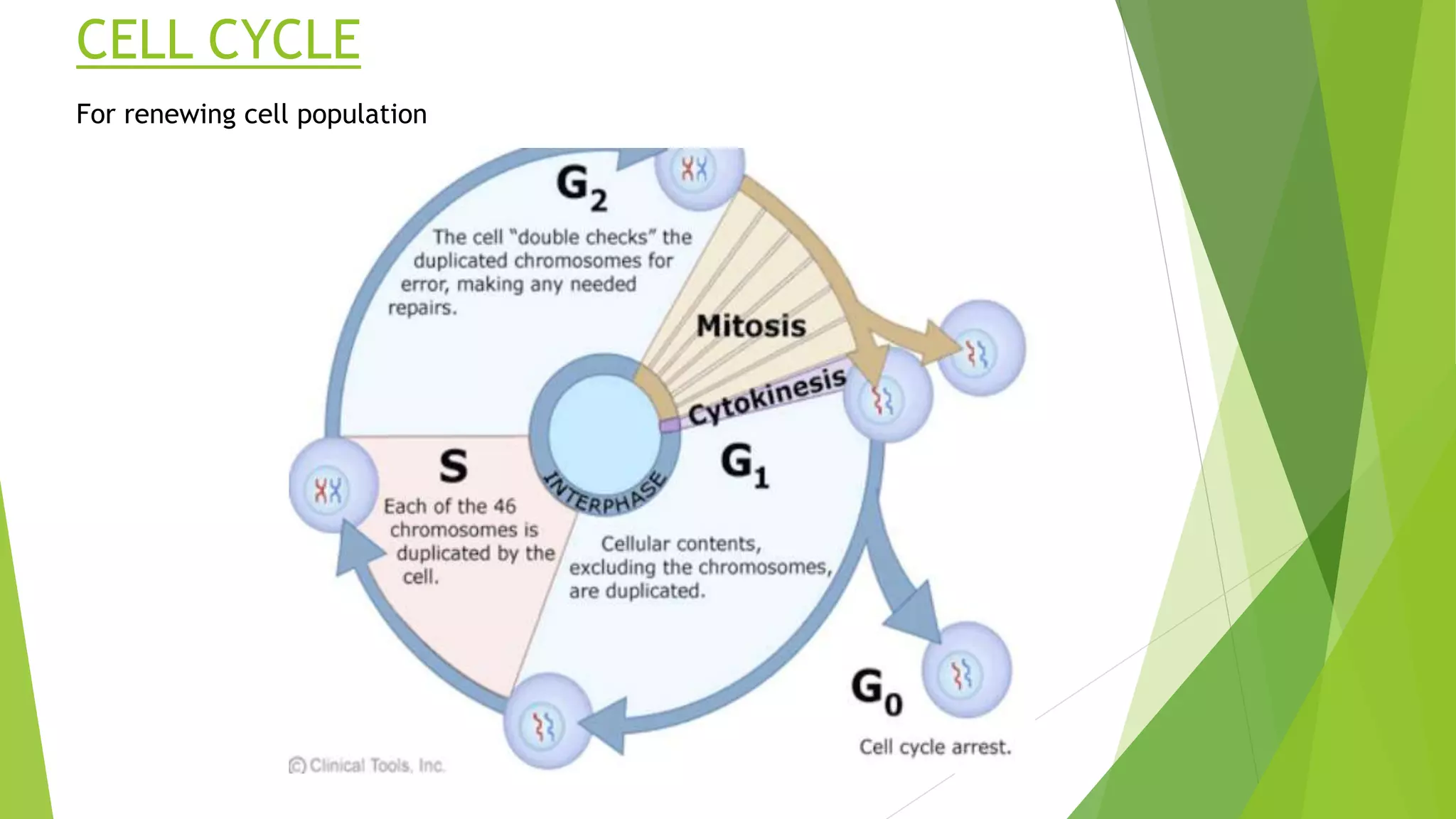 cell cycle.pptx | Endocrine and Metabolic Diseases | Diseases and ...