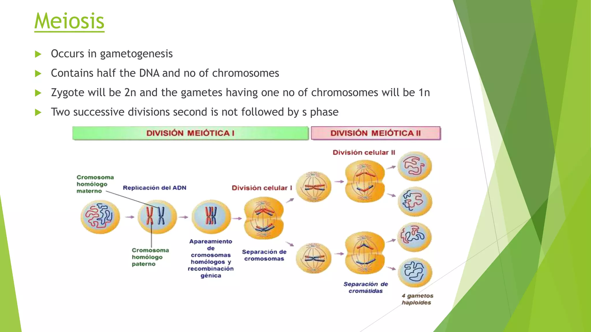 cell cycle.pptx | Endocrine and Metabolic Diseases | Diseases and ...