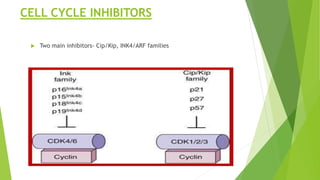 cell cycle.pptx | Endocrine and Metabolic Diseases | Diseases and ...