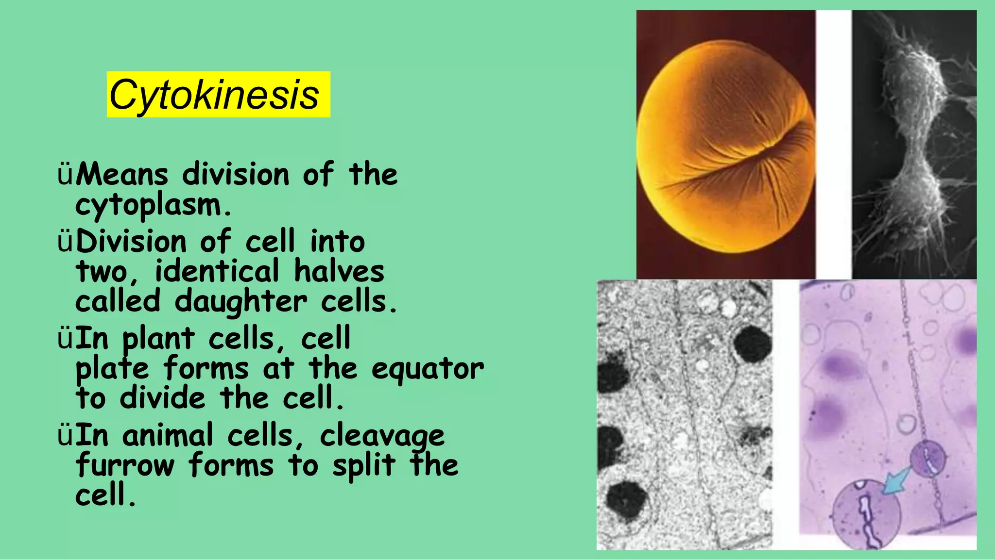 Cell Cycle.pptx | Biological Sciences | Science