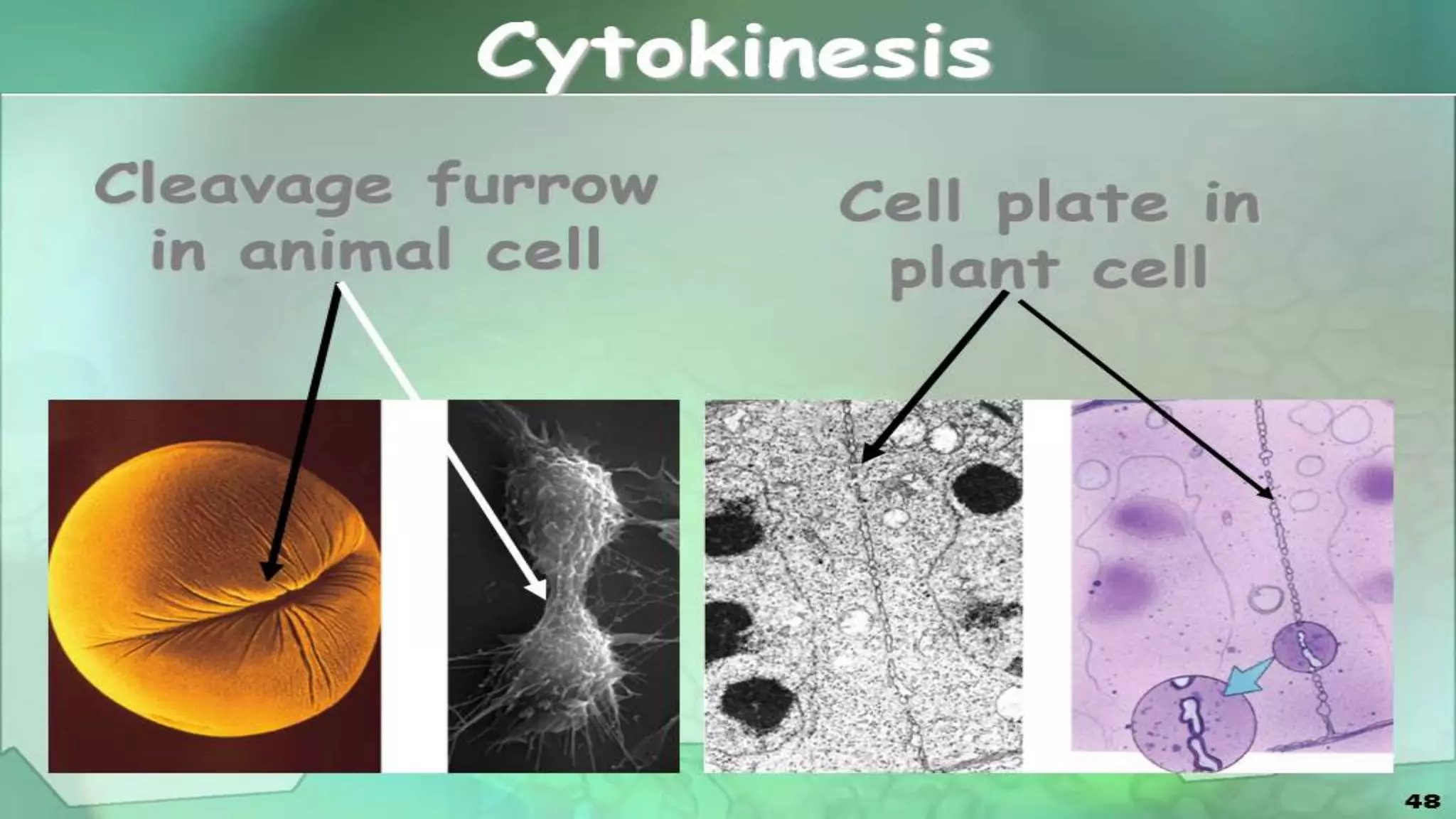 Cell Cycle.pptx | Biological Sciences | Science