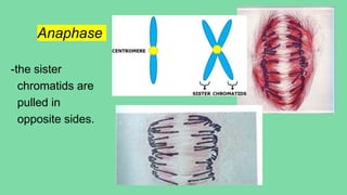 Cell Cycle.pptx