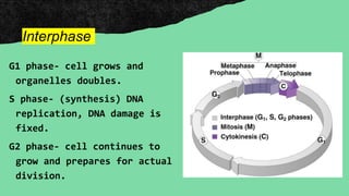 Cell Cycle.pptx