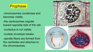 Cell Cycle.pptx