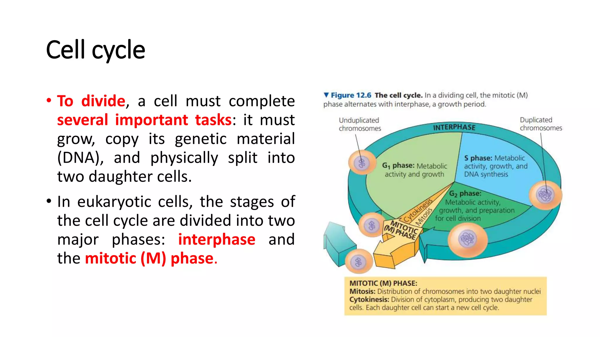 Cell cycle.pptx