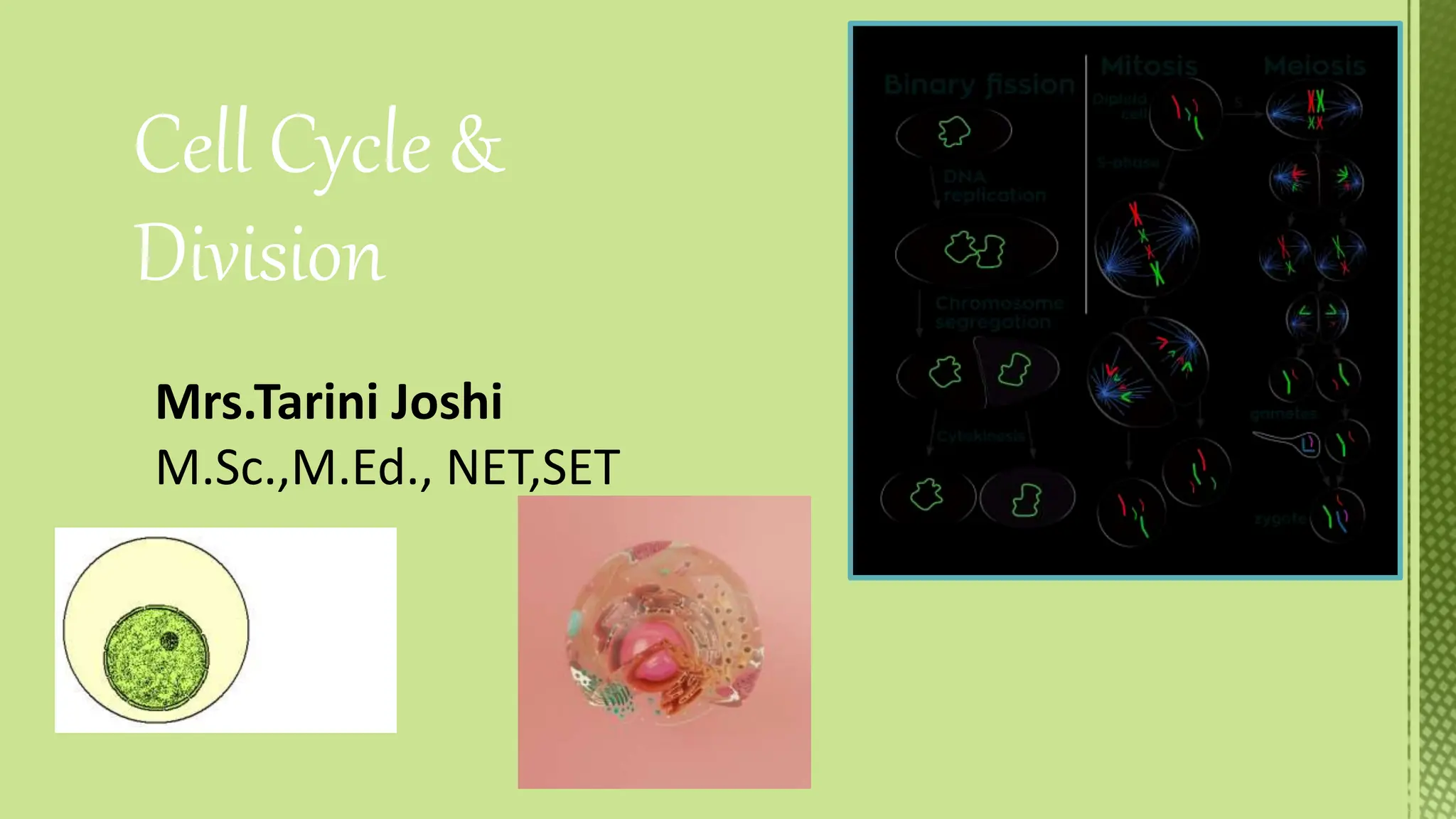 Phases of Cell Cycle-XI Biology -Tarini.pptx