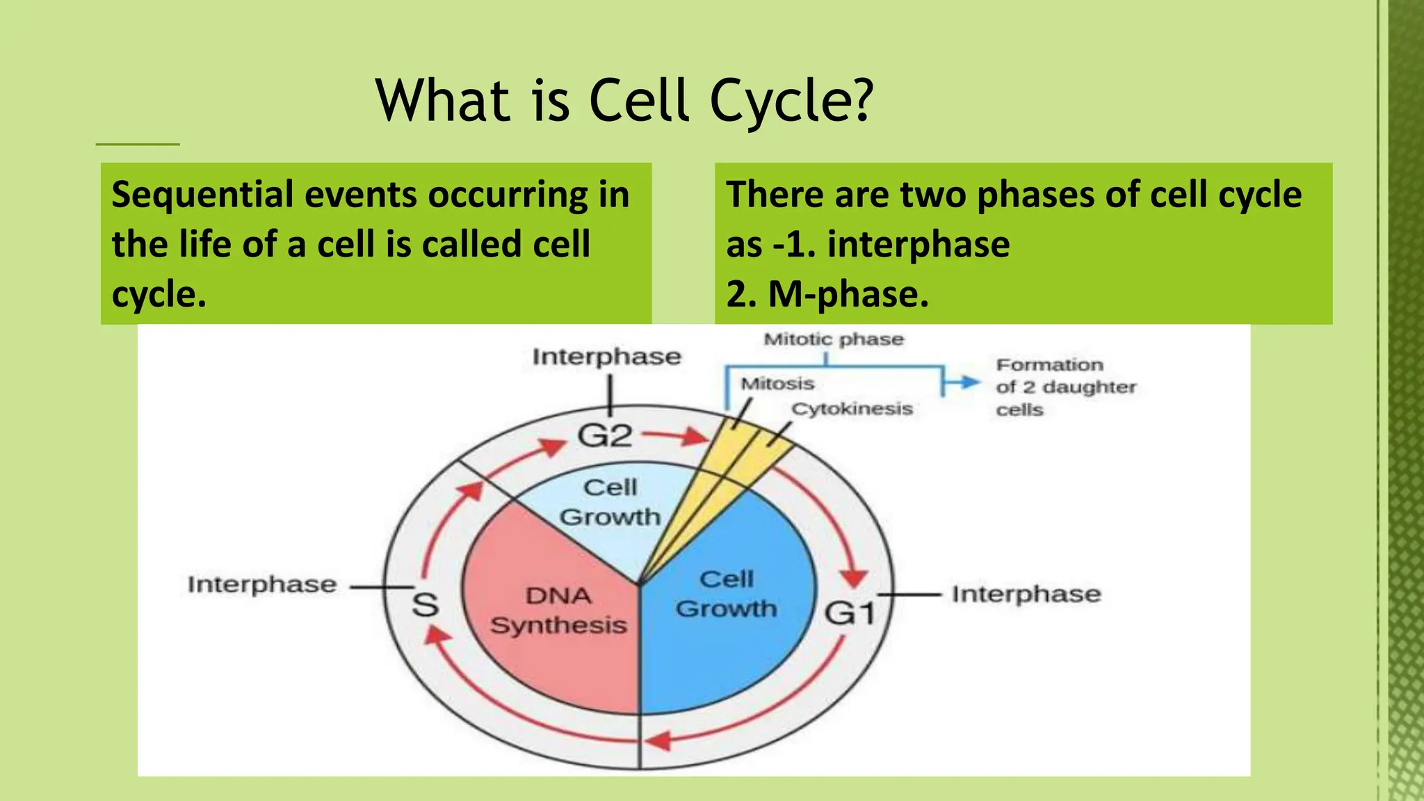 Phases of Cell Cycle-XI Biology -Tarini.pptx