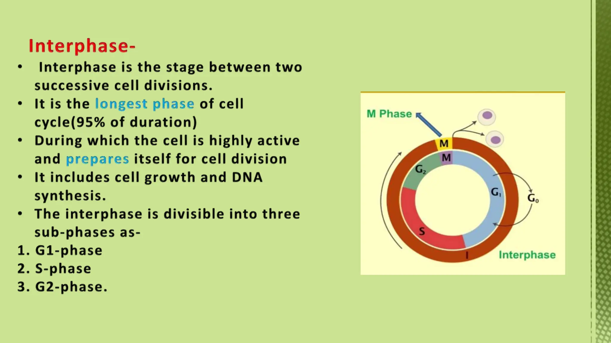 Phases of Cell Cycle-XI Biology -Tarini.pptx