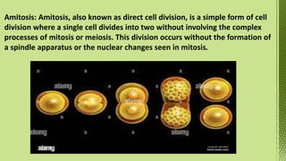 Phases of Cell Cycle-XI Biology -Tarini.pptx