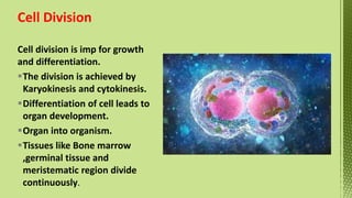 Phases of Cell Cycle-XI Biology -Tarini.pptx