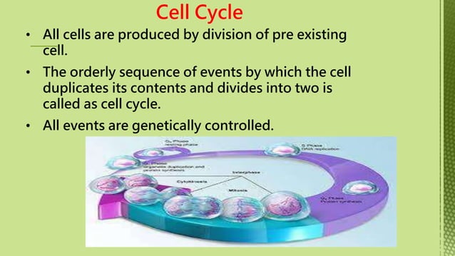 Phases of Cell Cycle-XI Biology -Tarini.pptx