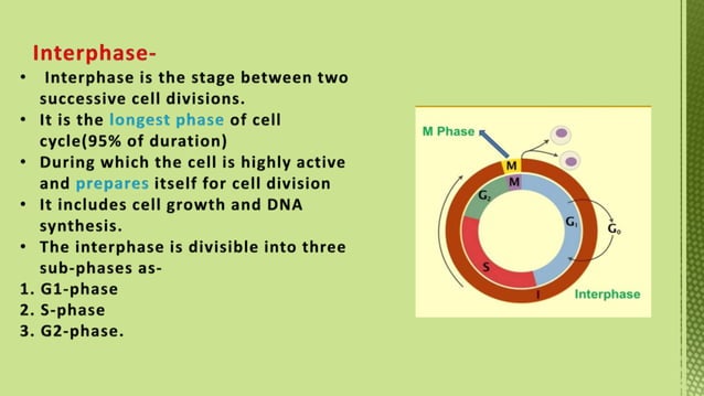 Phases of Cell Cycle-XI Biology -Tarini.pptx