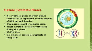 Phases of Cell Cycle-XI Biology -Tarini.pptx