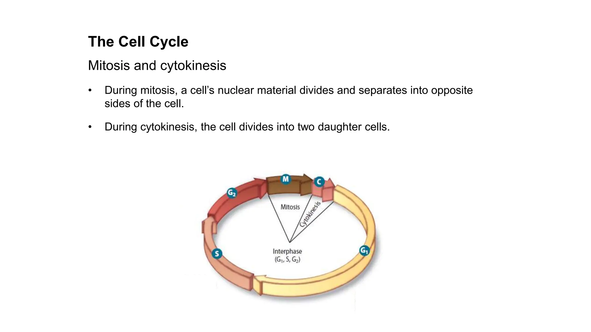 cell cycle stages for high school grades .pptx
