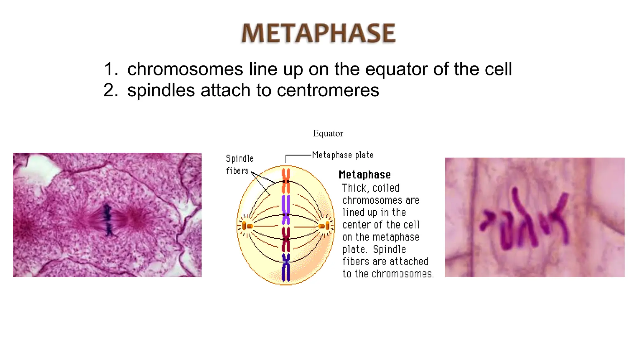 cell cycle stages for high school grades .pptx