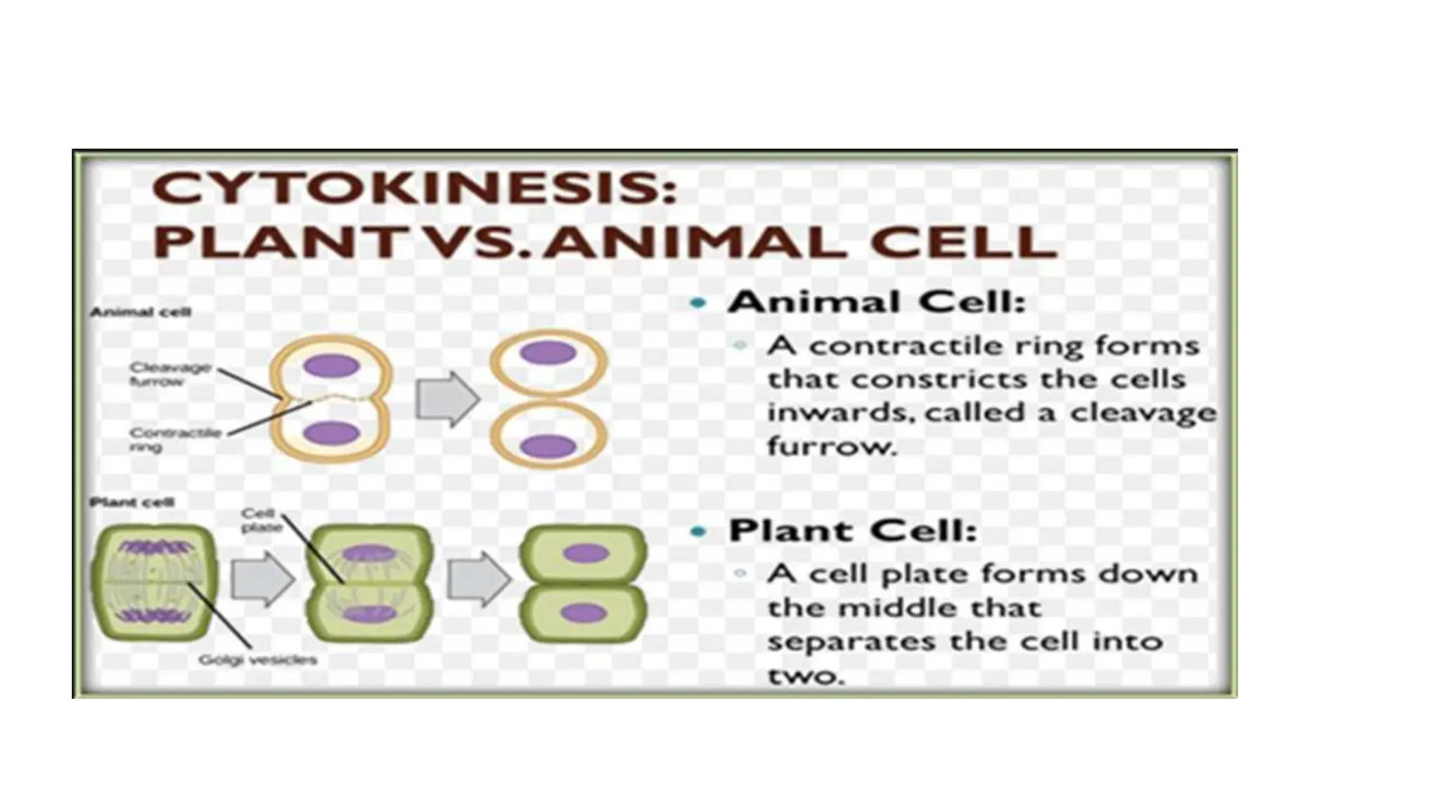 cell cycle stages for high school grades .pptx