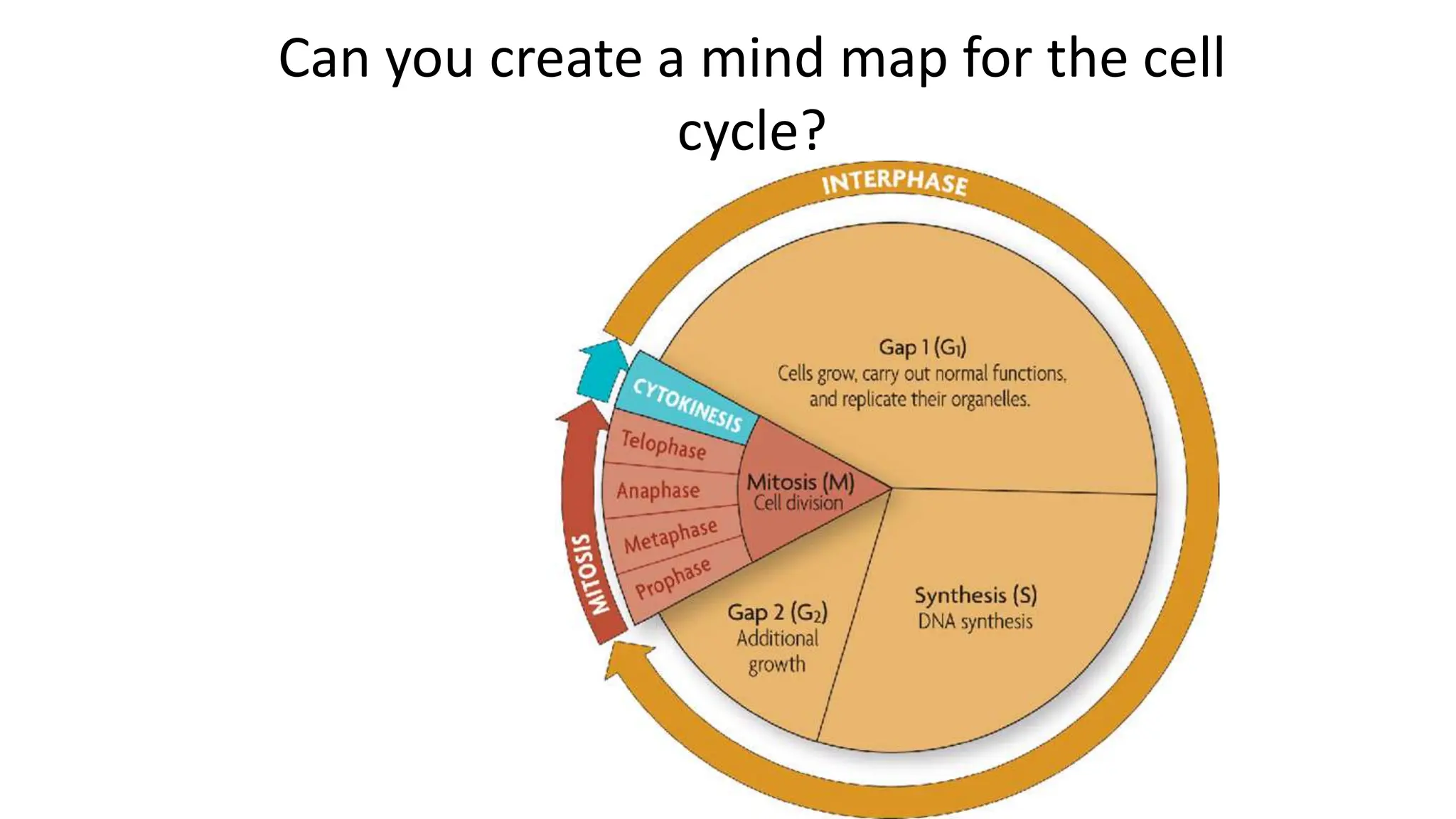 cell cycle stages for high school grades .pptx