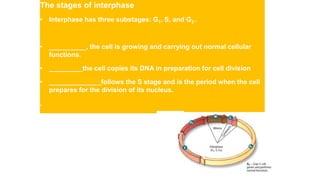 cell cycle stages for high school grades .pptx