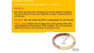 cell cycle stages for high school grades .pptx