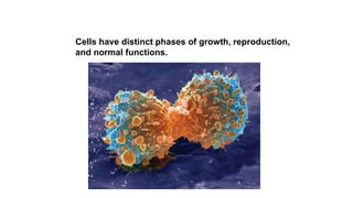 cell cycle stages for high school grades .pptx