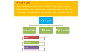 cell cycle stages for high school grades .pptx