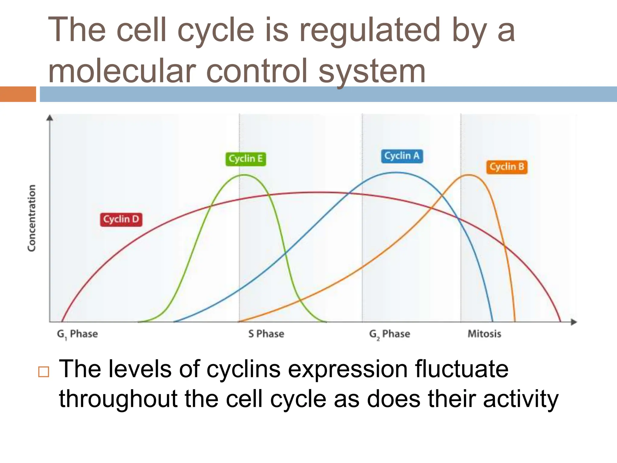 Cell cycle and its regulation . topic from essential of genetics.pptx