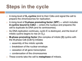Cell cycle and its regulation . topic from essential of genetics.pptx