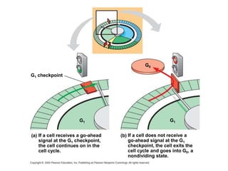 Cell cycle and its regulation . topic from essential of genetics.pptx