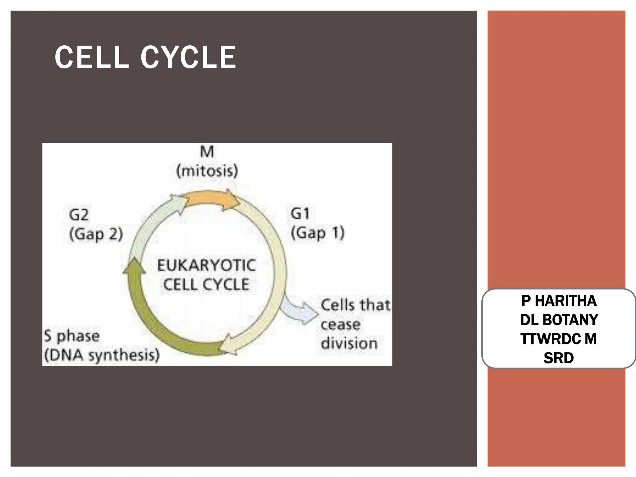Cell Cycle- an essential part of cell growth | PPT | Free Download