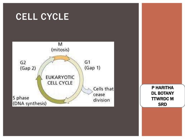 Cell Cycle- an essential part of cell growth | PPT