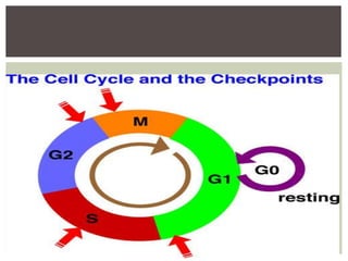 Cell Cycle- an essential part of cell growth | PPT