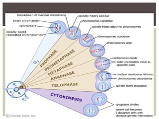 Cell Cycle- an essential part of cell growth | PPT