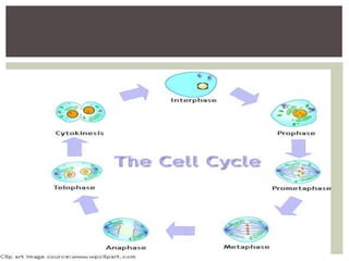 Cell Cycle- an essential part of cell growth | PPT