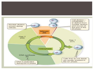 Cell Cycle- an essential part of cell growth | PPT