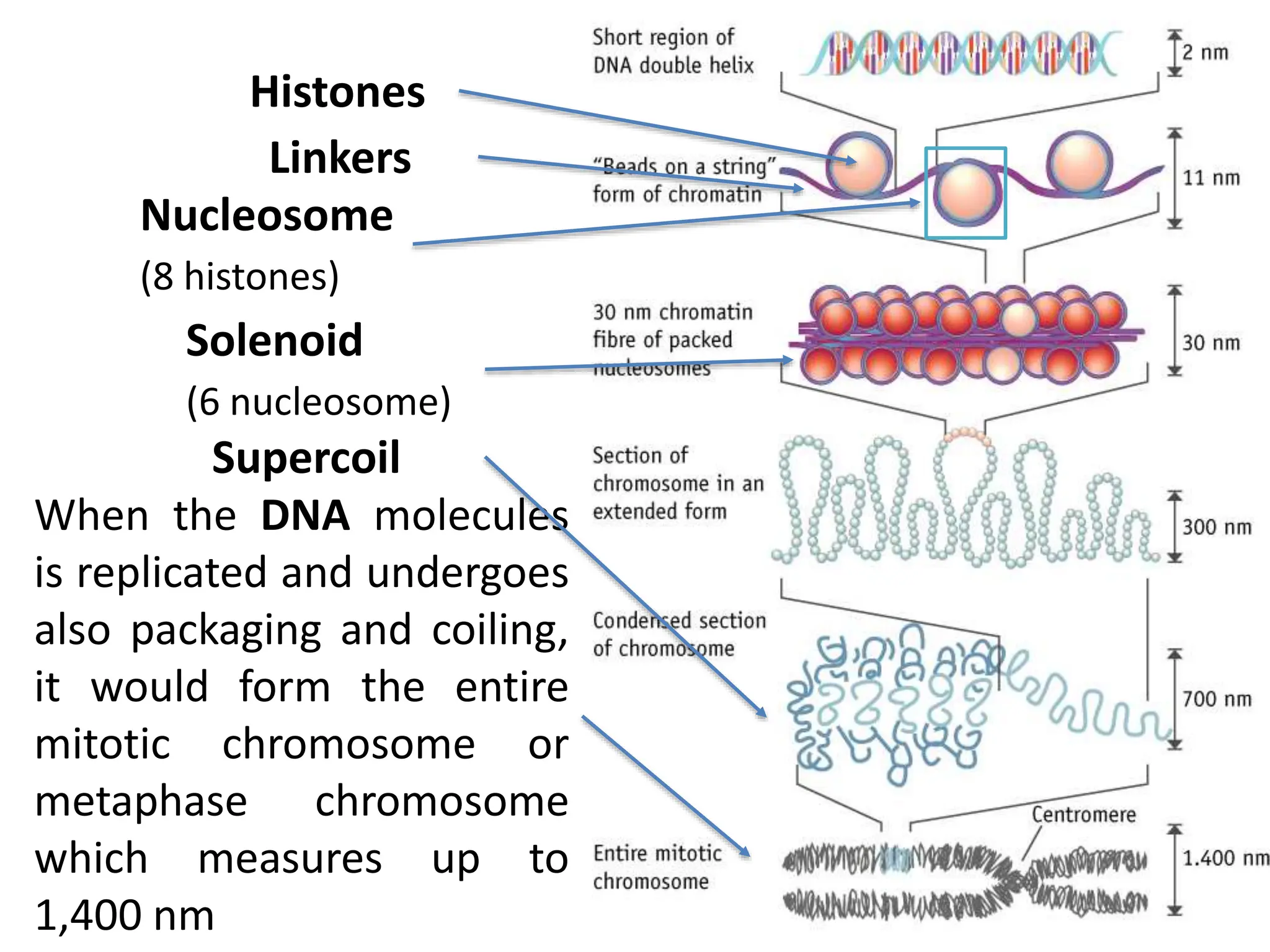 CELL CYCLE Division Science 8 quarter IV.pptx