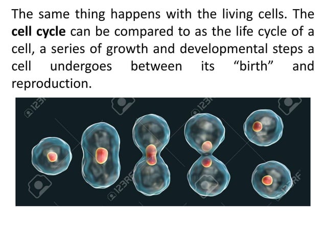 CELL CYCLE Division Science 8 quarter IV.pptx | Biological Sciences ...
