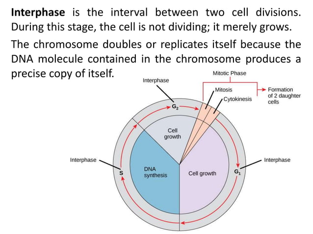 CELL CYCLE Division Science 8 quarter IV.pptx | Biological Sciences ...