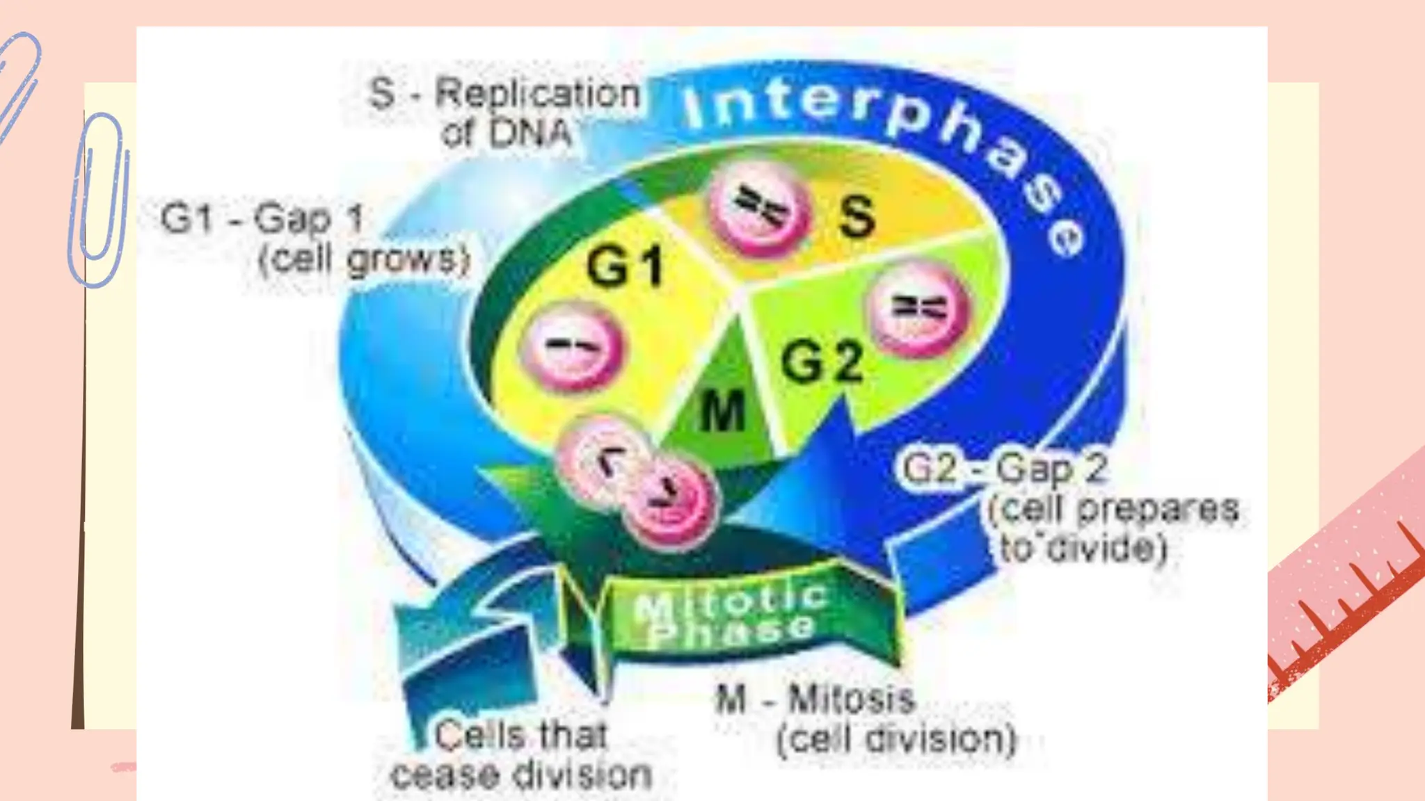 GRADE 8- SCIENCE 4TH QUARTER cell cycle.pptx
