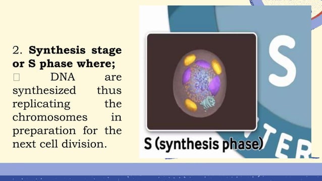 GRADE 8- SCIENCE 4TH QUARTER cell cycle.pptx