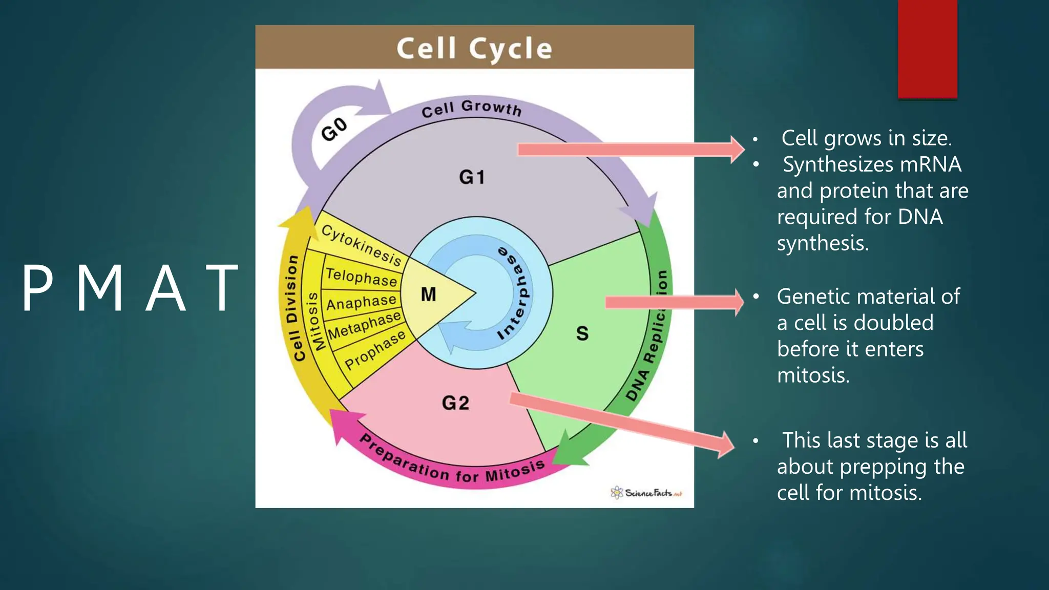 SCIENCE:CELL CYCLE JUNIOR HIGH SCHOOL LESSON | PPT