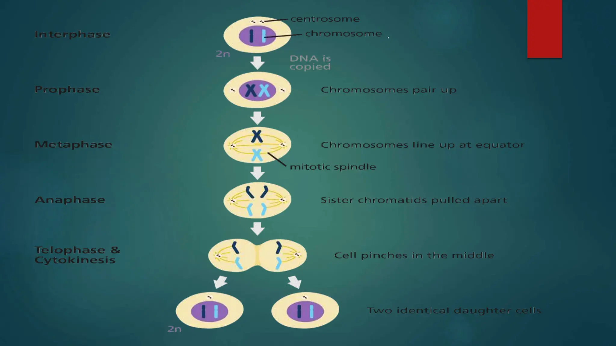 SCIENCE:CELL CYCLE JUNIOR HIGH SCHOOL LESSON | PPTX