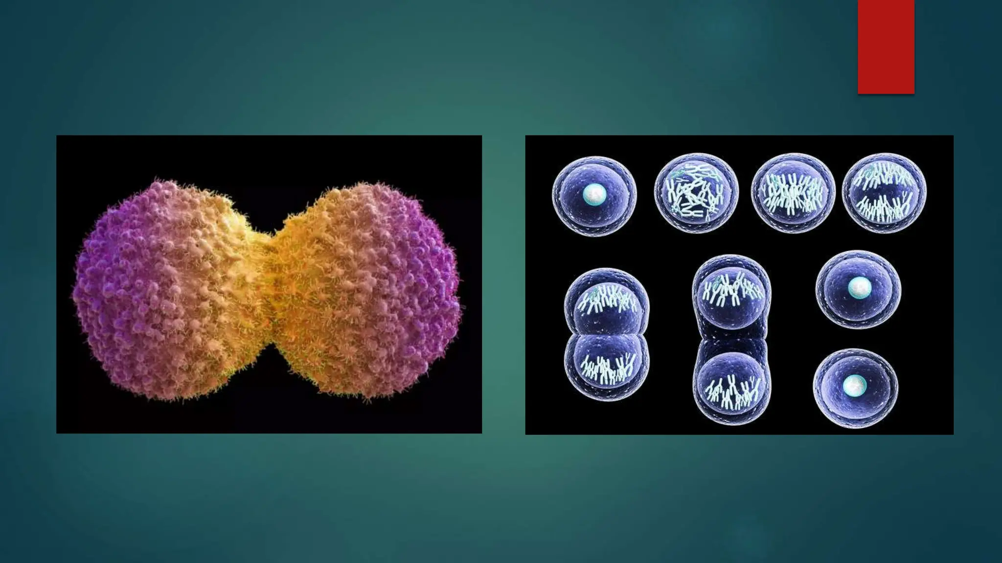 SCIENCE:CELL CYCLE JUNIOR HIGH SCHOOL LESSON | PPTX