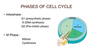 CELL CYCLE for ug and pg medical students for knowledge | PPTX