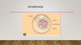 Mitotic cell cycle and radio sensitivity | PPT