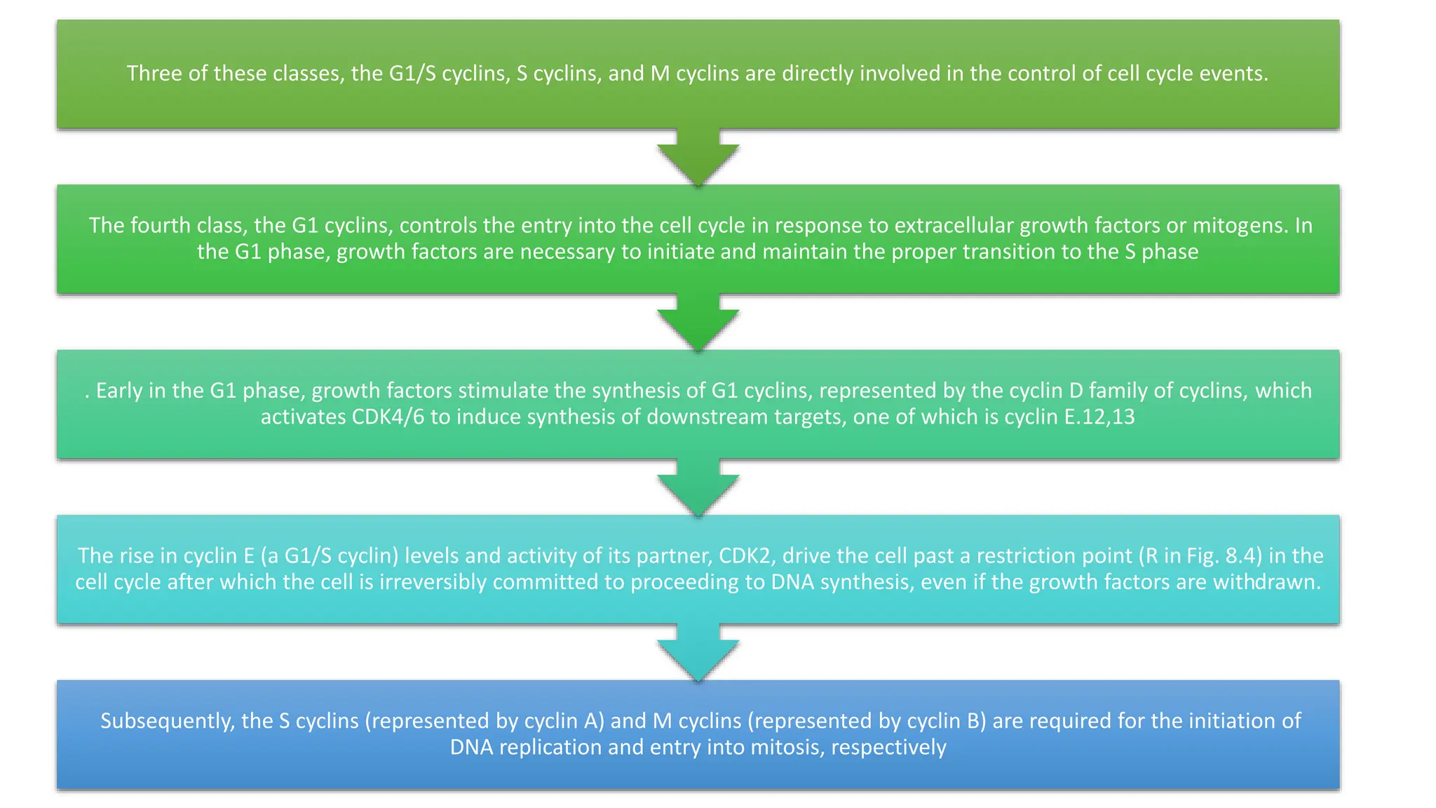 cell cycle: Phases, control and analysis.pptx