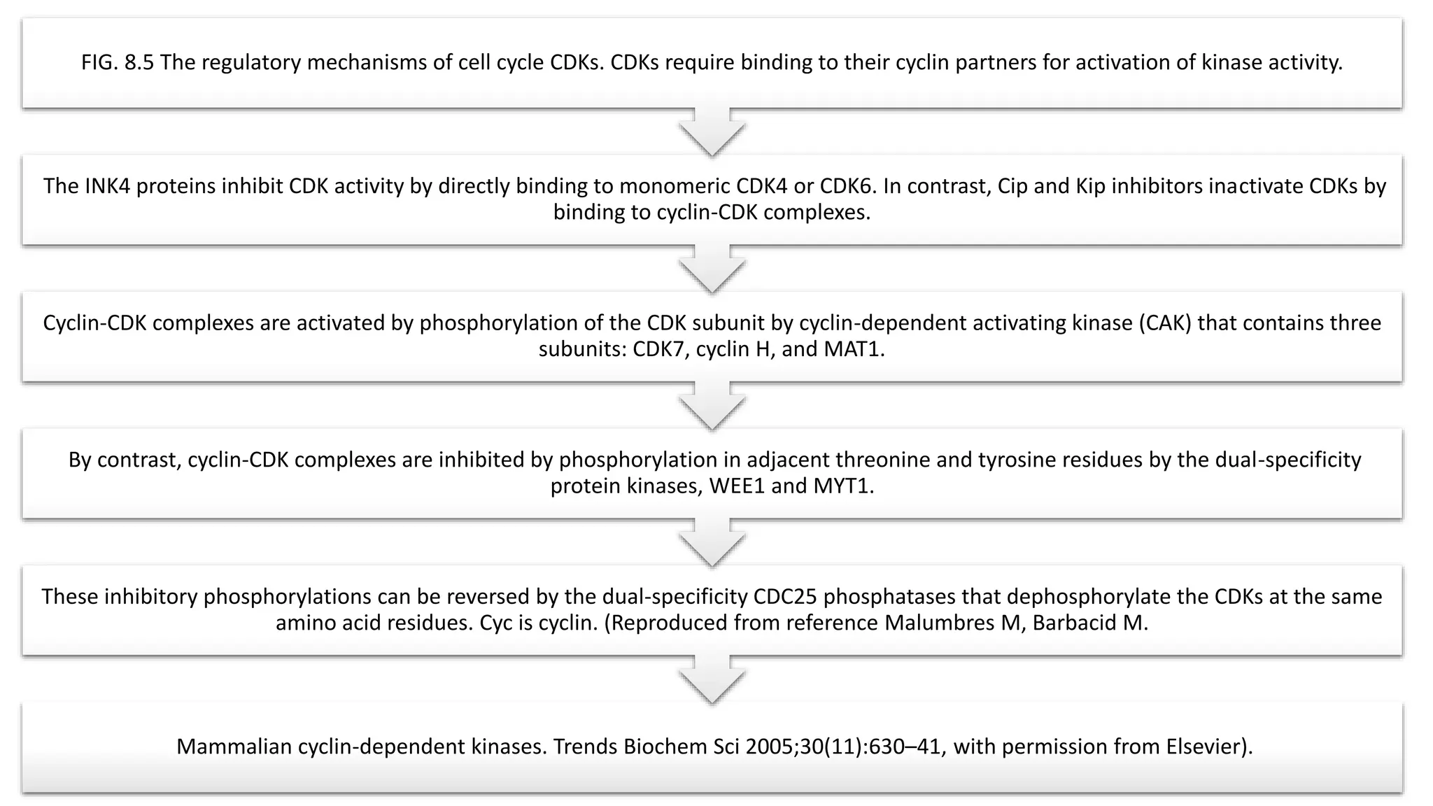 cell cycle: Phases, control and analysis.pptx