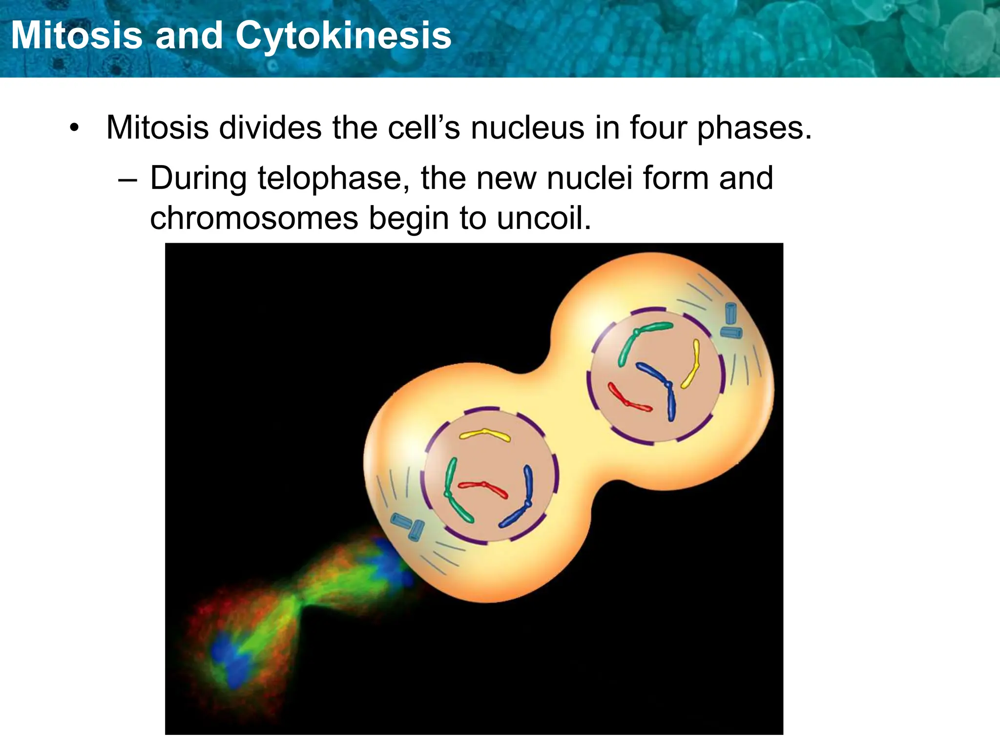 Cell Cycle for grade 8 science 2nd quarter.ppt