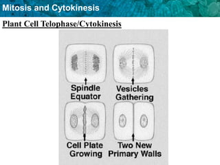 Cell Cycle for grade 8 science 2nd quarter.ppt