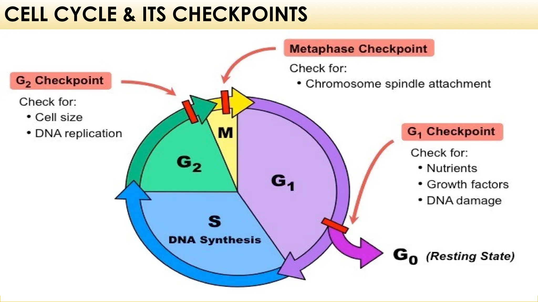 Comprehensive Lesson on Cell Division.pptx
